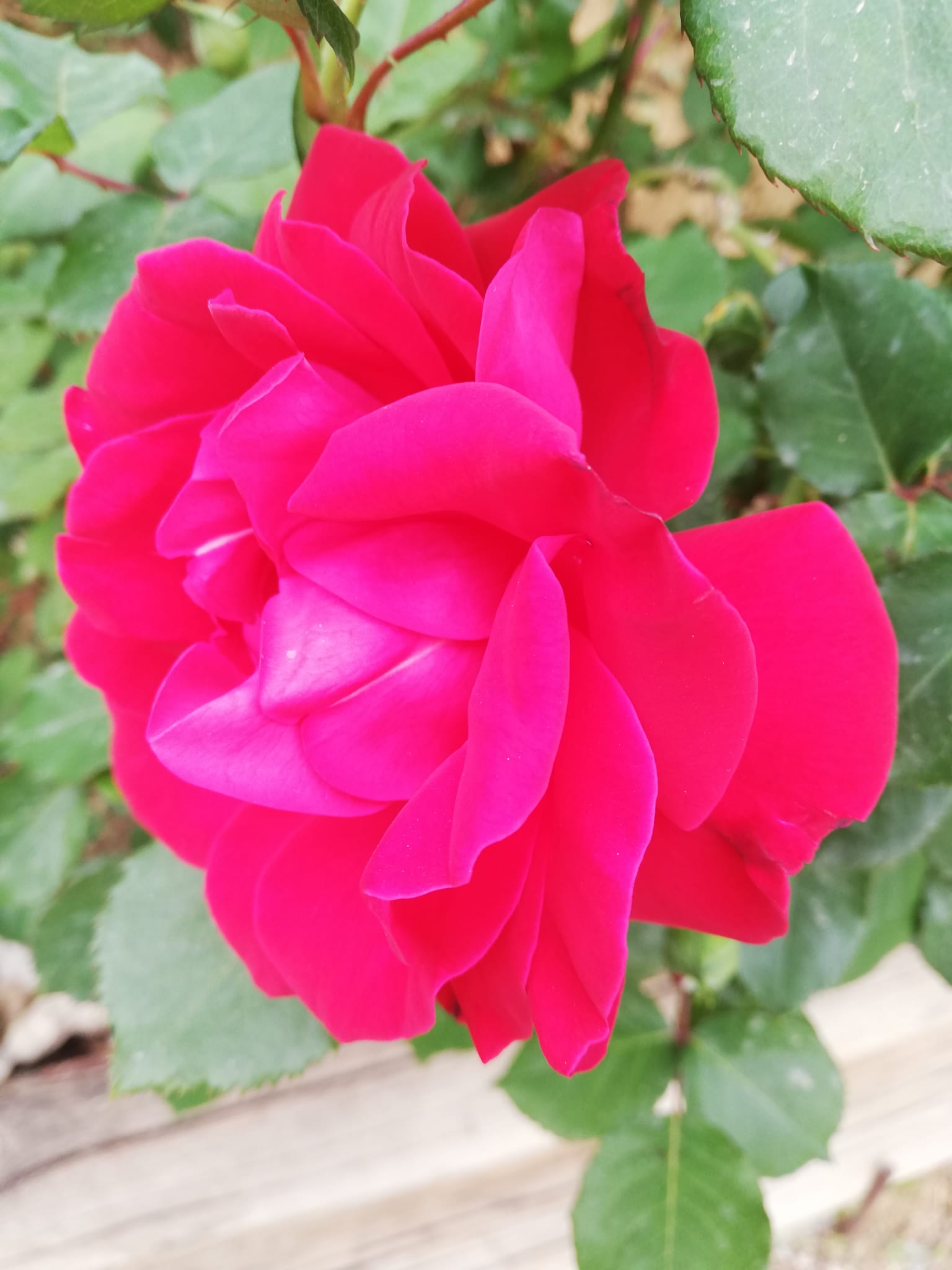 Covid-19, “BonuSicilia - Fiorai”, contributi a 644 imprese: nuovo bando ...